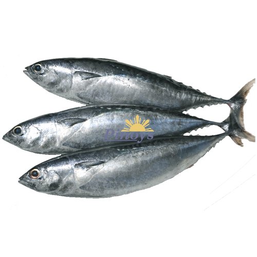 Bullet tuna, tulingan 5/6 1 kg - Asian Pearl :: Pinoys.eu