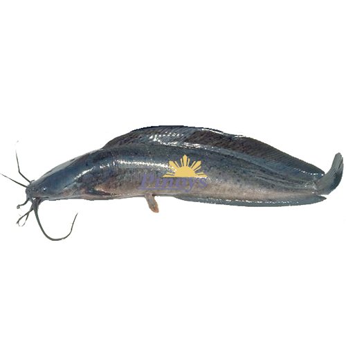 Yellow Walking Catfish (Lele) 500-800 g - Asian Choice :: Pinoys.eu